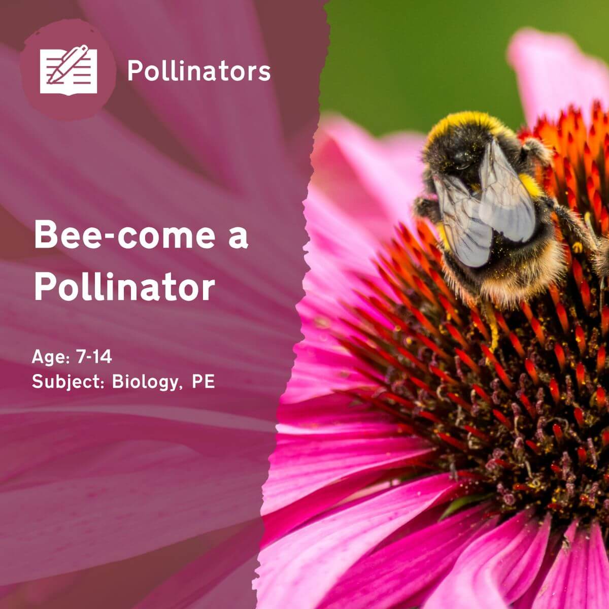 Bee-come a Pollinator | Outdoor Lesson Idea by Learning through Landscapes