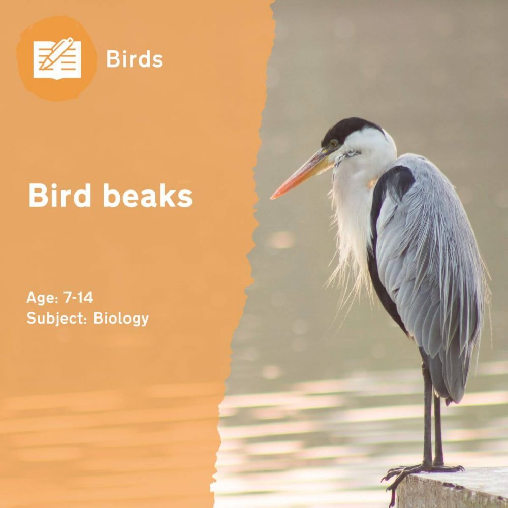 Bird Beaks | Outdoor Lesson Idea by Learning through Landscapes