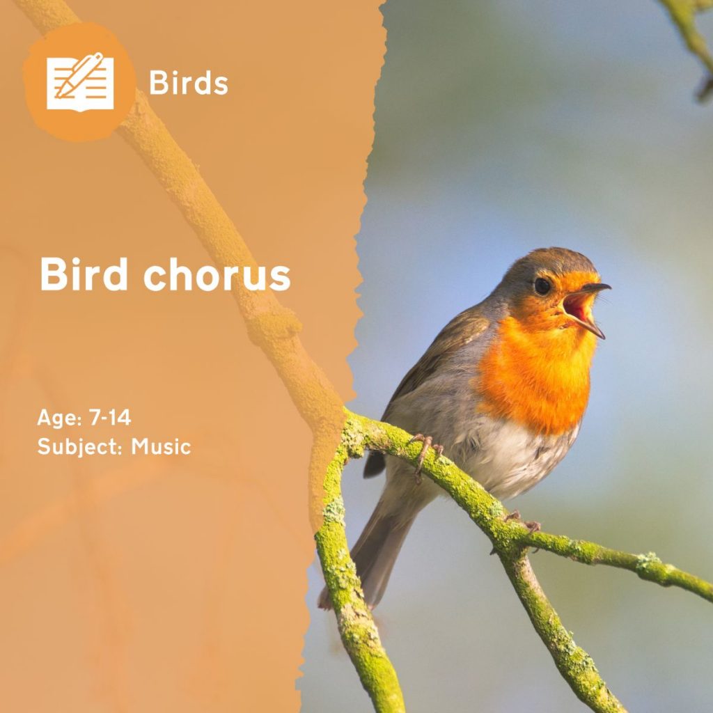 Bird Chorus | Outdoor Lesson Idea by Learning through Landscapes