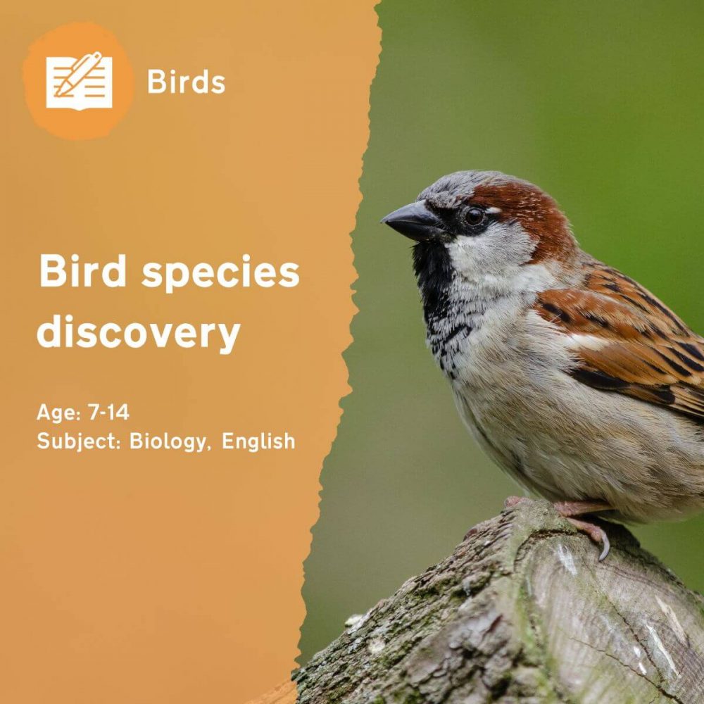 Bird Species Discovery | Outdoor Lesson Idea by Learning through Landscapes
