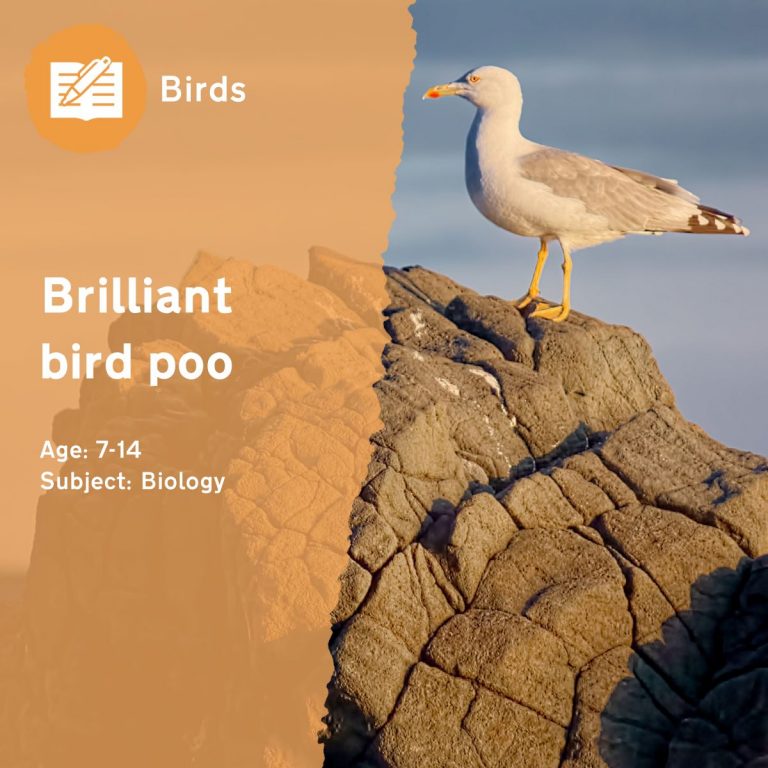 Brilliant Bird Poo | Outdoor Lesson Idea by Learning through Landscapes
