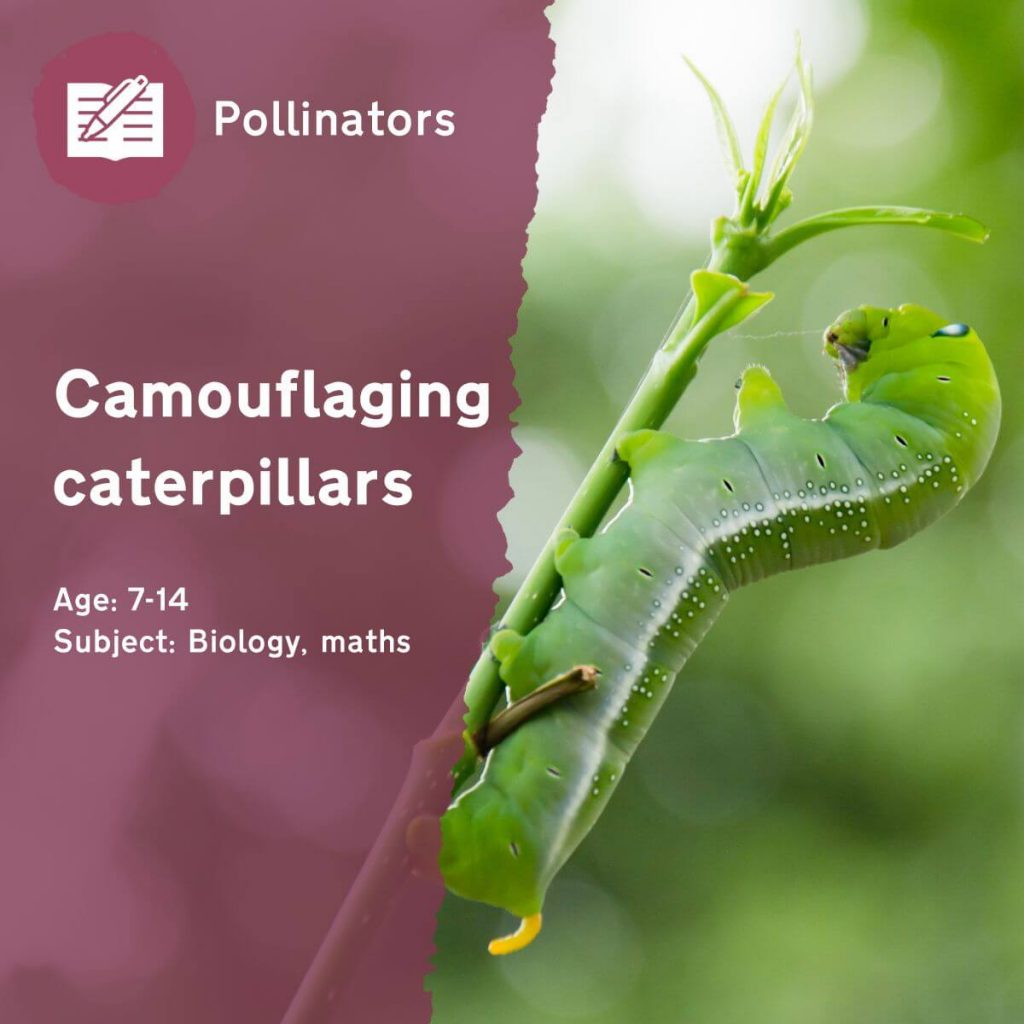 Camouflaging Caterpillars | Outdoor Lesson Idea by Learning through Landscapes