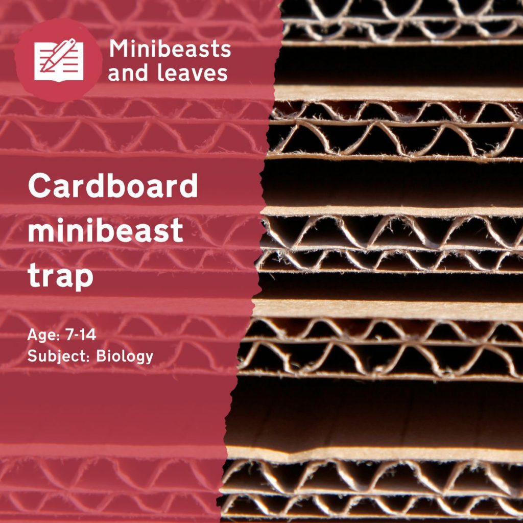 Cardboard Minibeast Trap | Outdoor Lesson Idea by Learning through ...