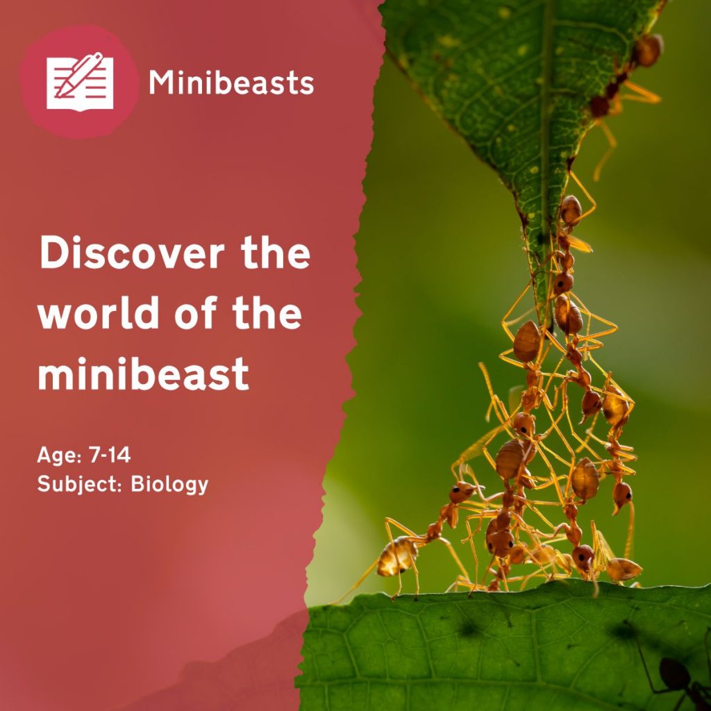 Discover the World of the Minibeast | Outdoor Lesson Idea by Learning ...