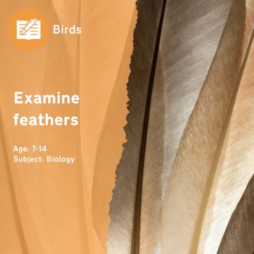 Examine Feathers | Outdoor Lesson Idea by Learning through Landscapes