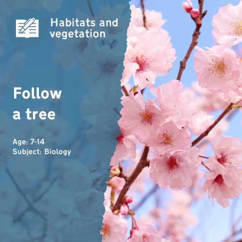 Follow a Tree | Outdoor Lesson Idea by Learning through Landscapes