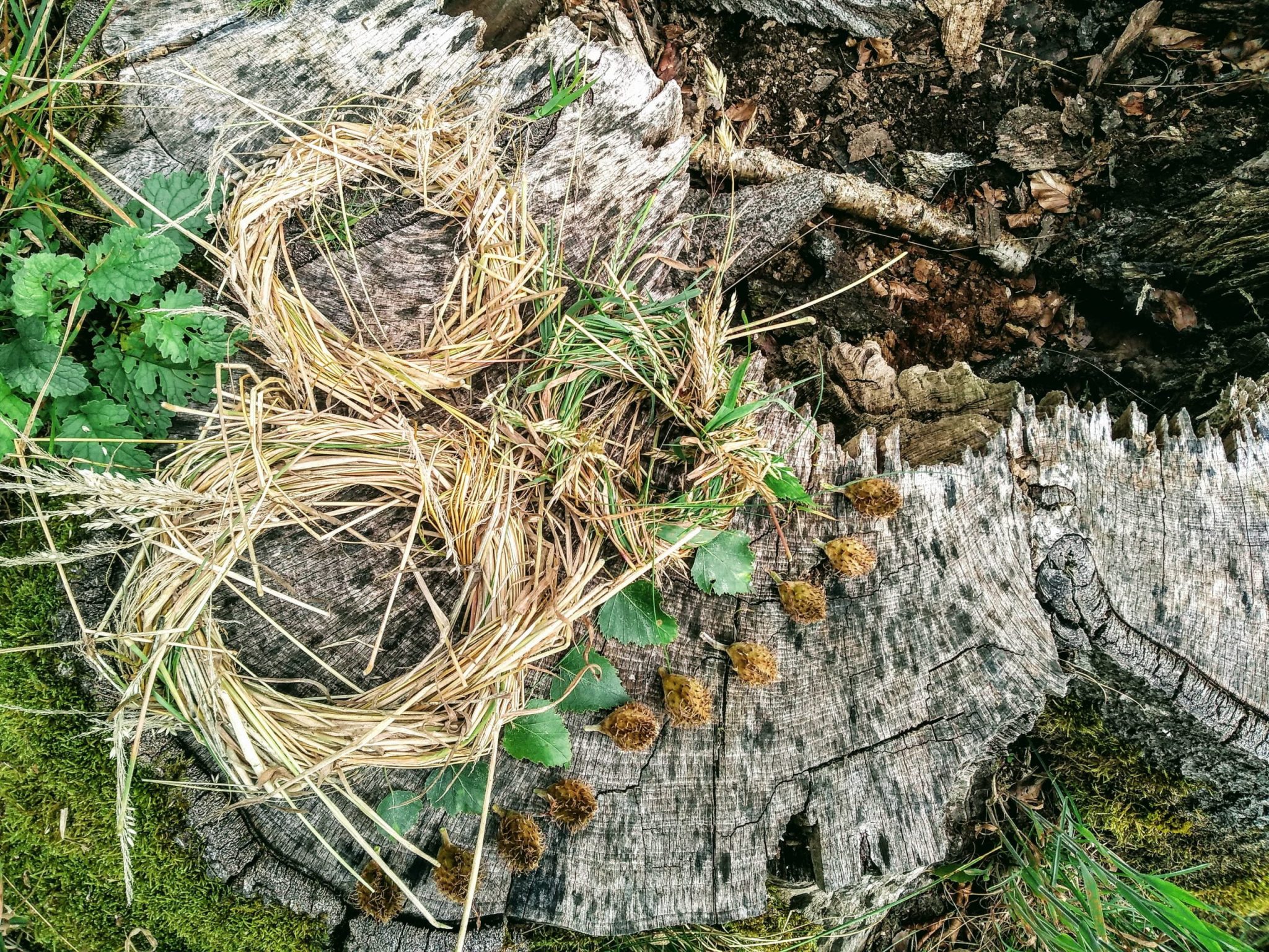 Outdoor Lessons | Natural Expressions | Learning through Landscapes