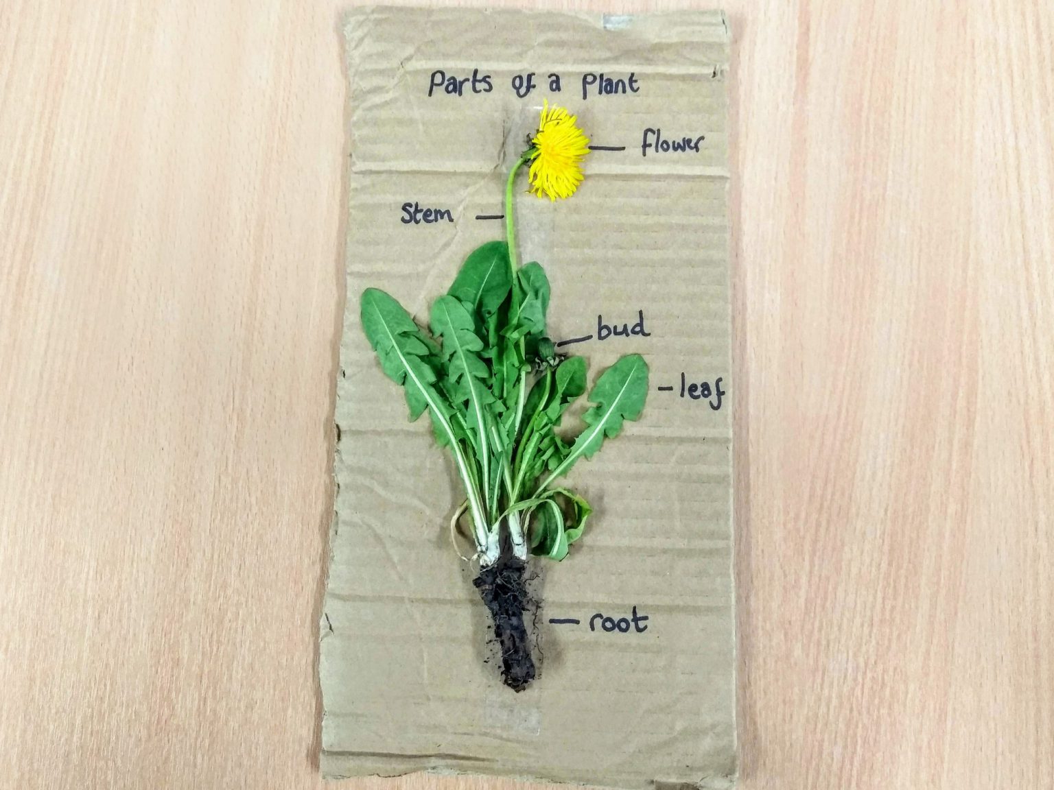 Outdoor Lessons | Parts of a Plant | Learning through Landscapes
