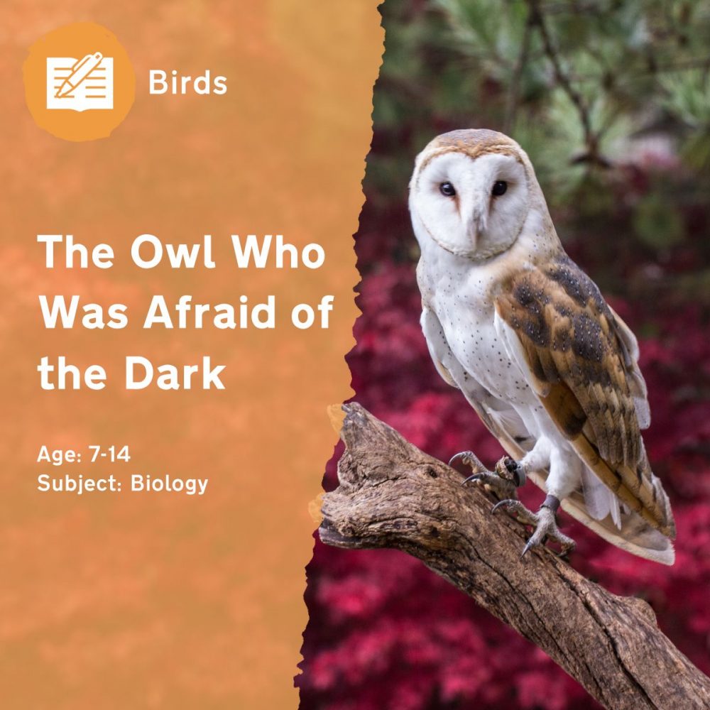 The Owl Who Was Afraid of the Dark | Outdoor Lesson Idea by Learning ...