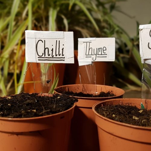 Outdoor Lessons | Paper Plant Pot | Learning through Landscapes