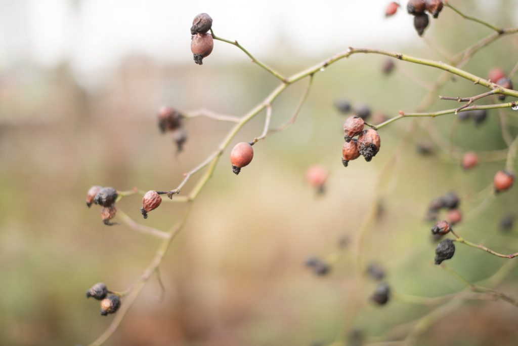 Seed dispersal types | LtL