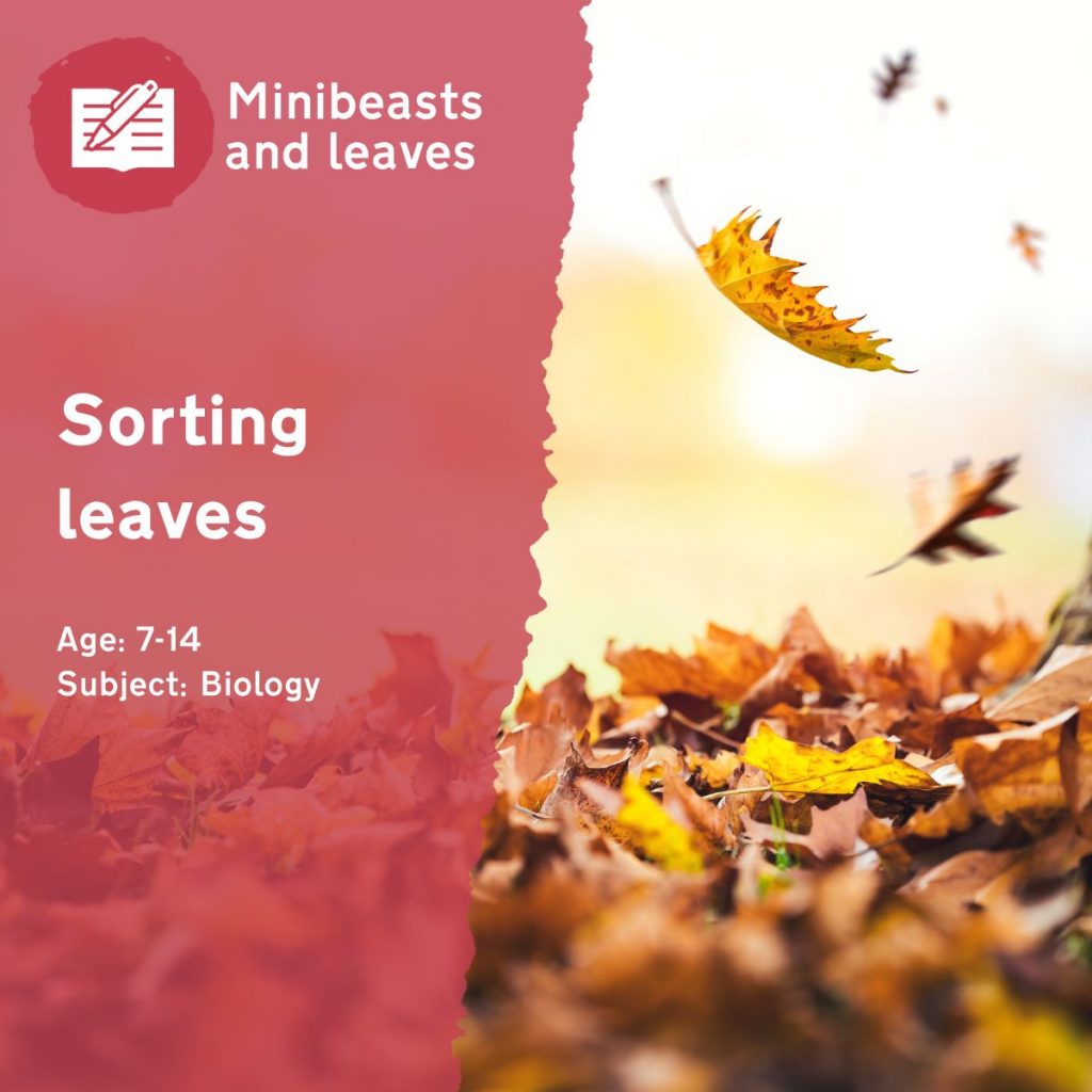 Sorting Leaves | Outdoor Lesson Idea by Learning through Landscapes
