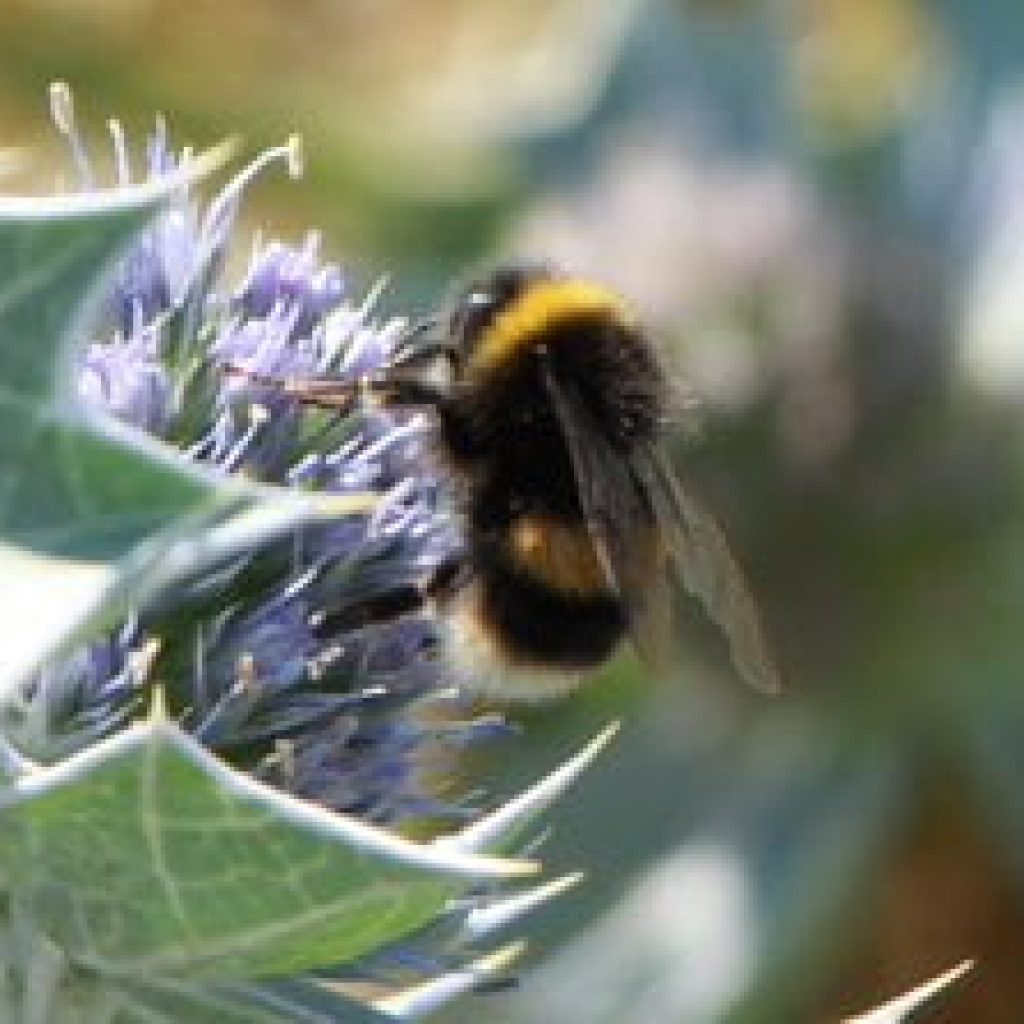 Outdoor Lessons | Animal Track Trap | Learning through Landscapes