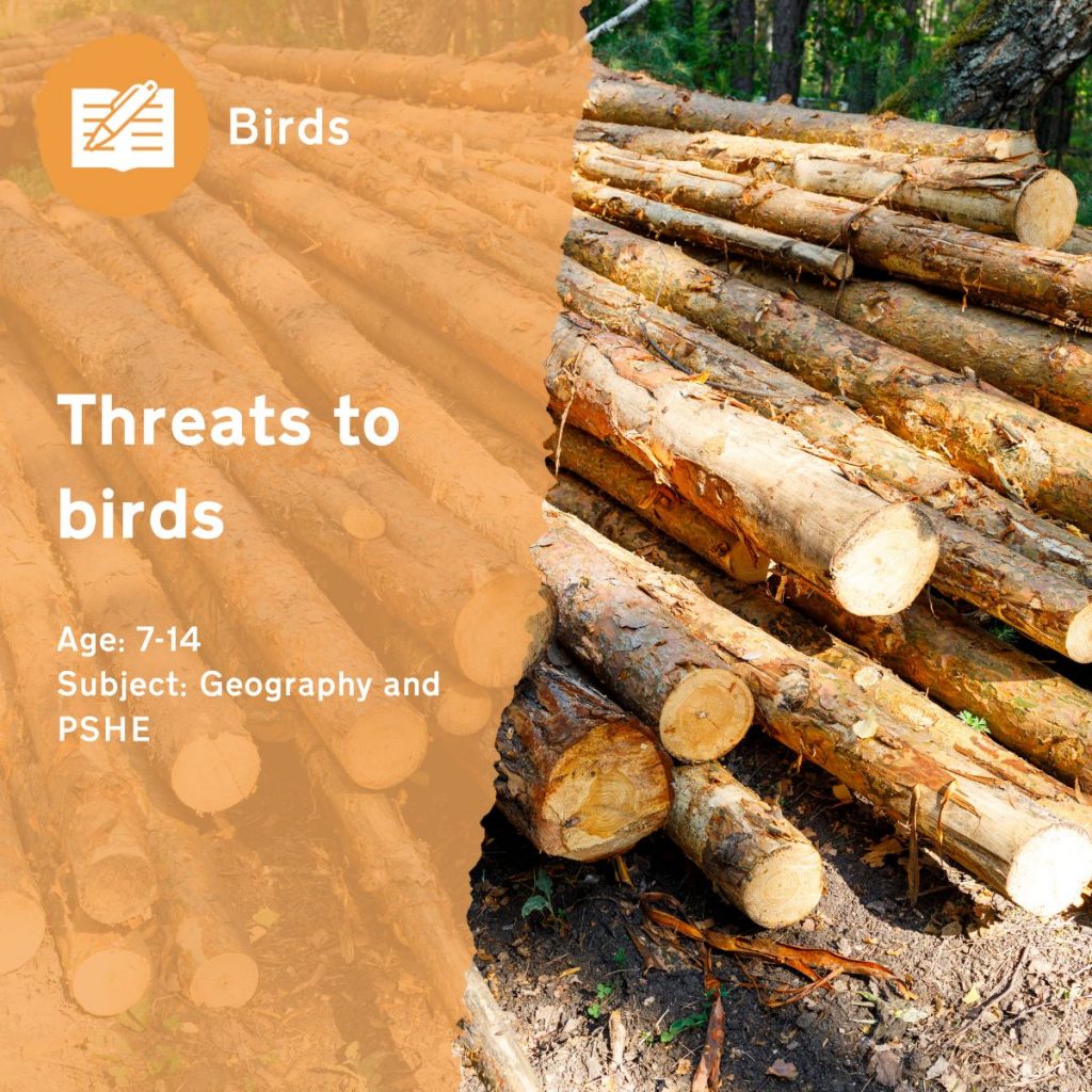 Threats to Birds | Lesson Idea by Learning through Landscapes