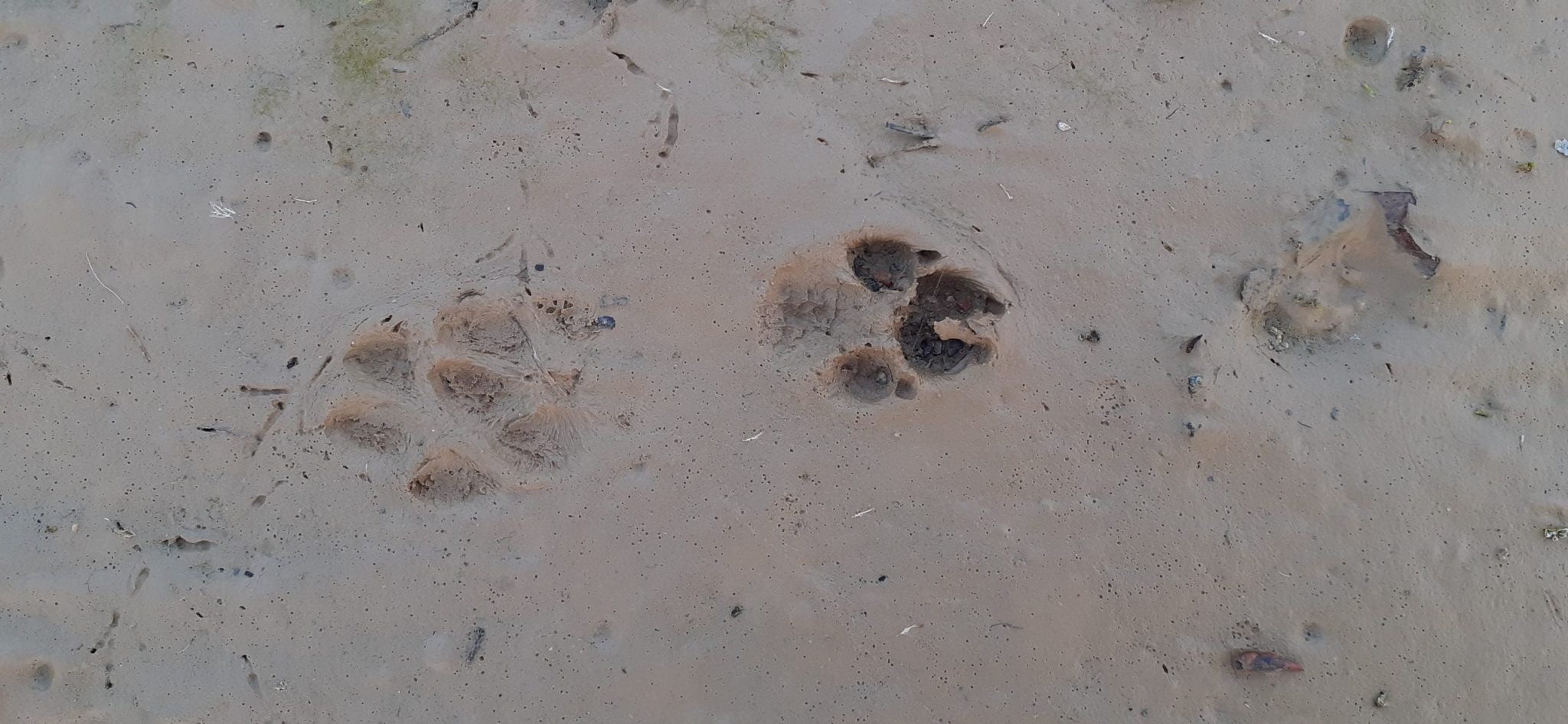 Outdoor Lessons | Animal Track Trap | Learning through Landscapes