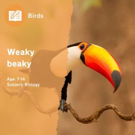 Weaky Beaky | Outdoor Lesson Idea by Learning through Landscapes