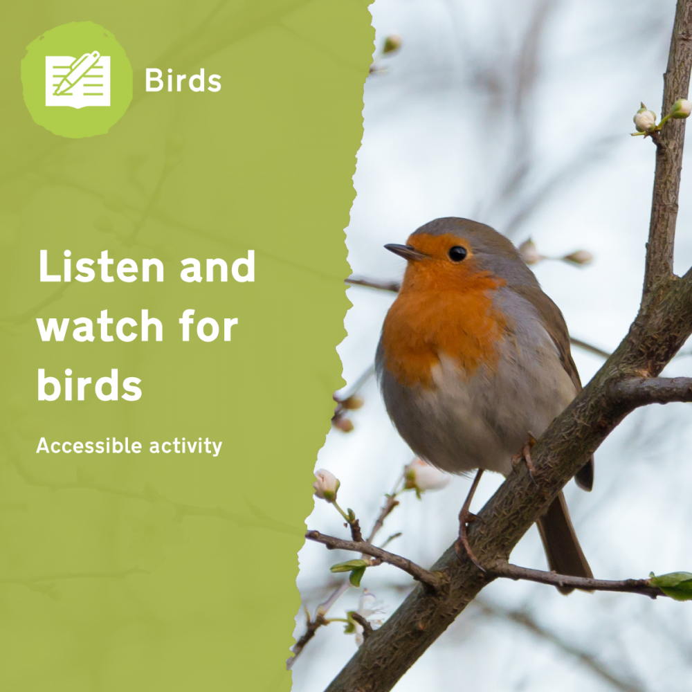 Listen and Watch for Birds: accessible activity | Outdoor Lesson Idea ...