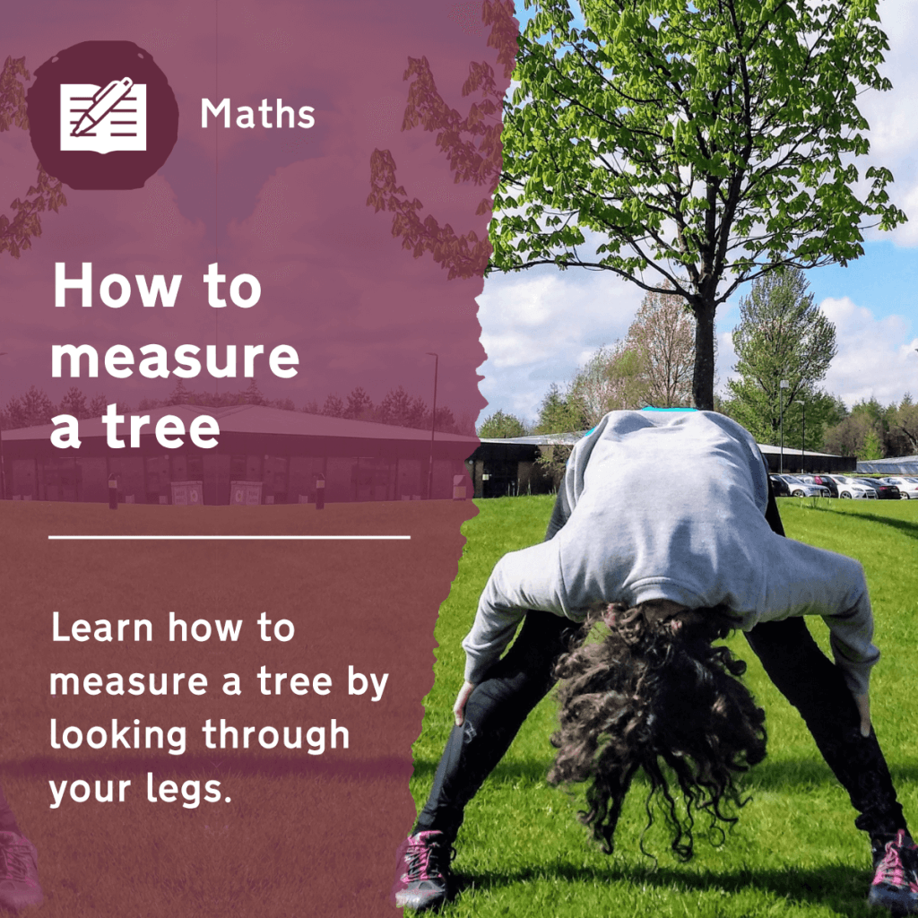 How to Measure a Tree | Learning through Landscapes